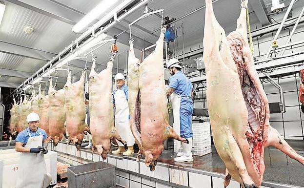 Super-matadouro fornece Nobre - Região de Rio Maior