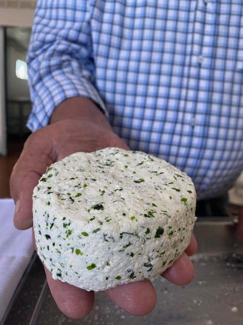 Algas do mar chegam ao queijo, na Maçussa - Região de Rio Maior