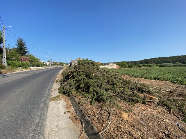 Rio Maior: abate de árvores gera indignação - Região de Rio Maior