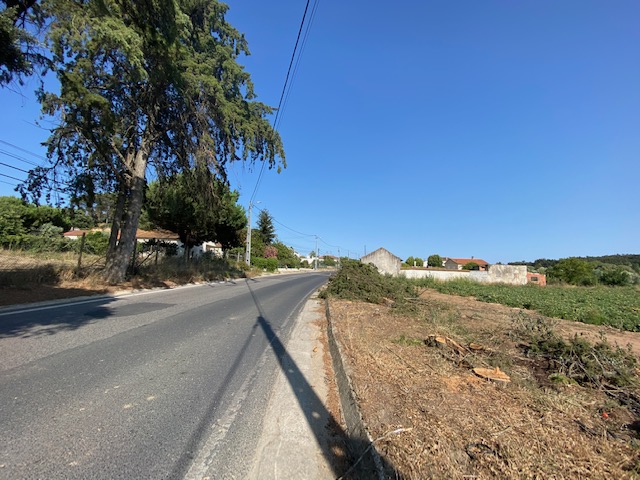 Rio Maior: abate de árvores gera indignação - Região de Rio Maior